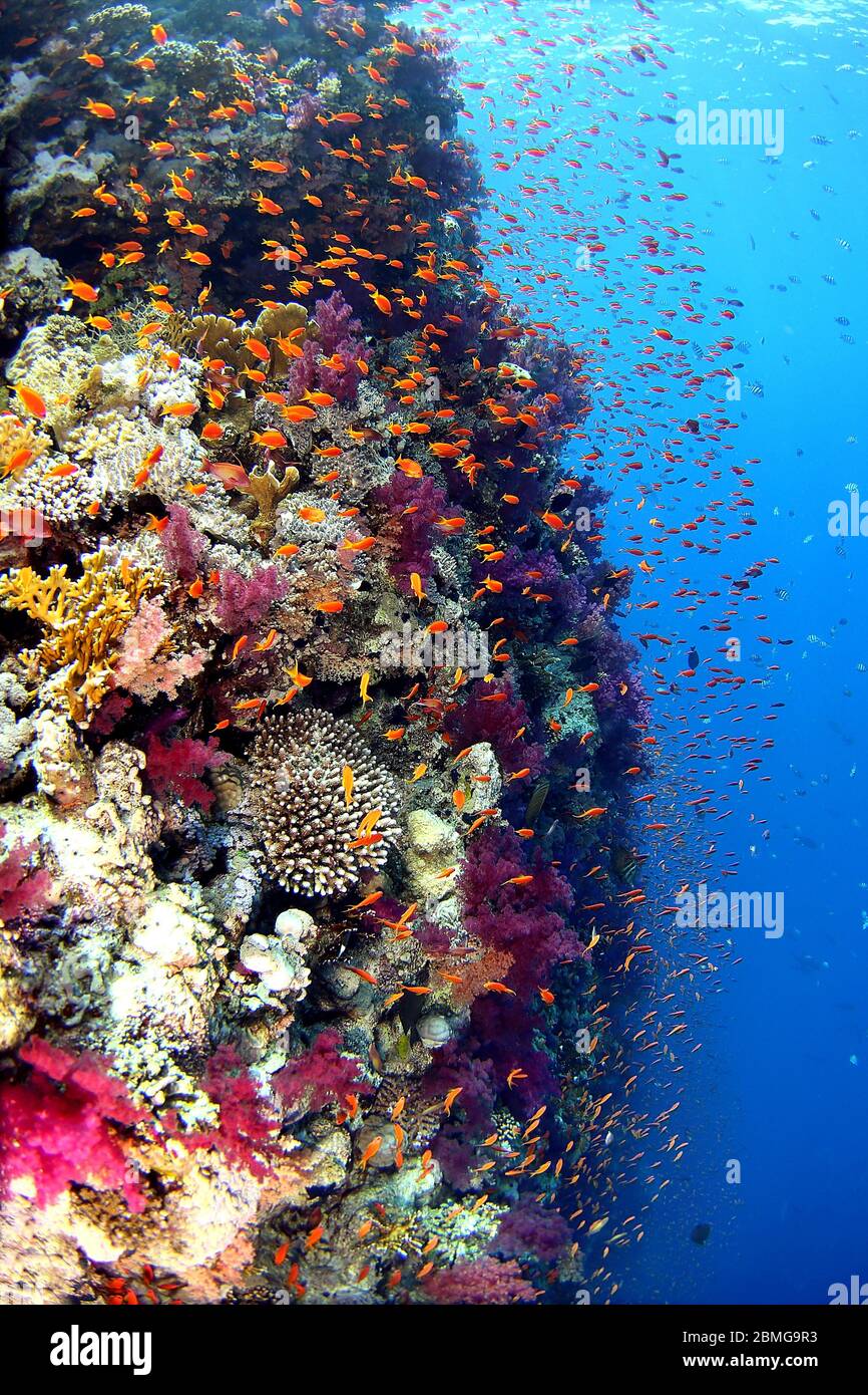vertical coral wall with hard and soft colorful corals, cloud of small ...