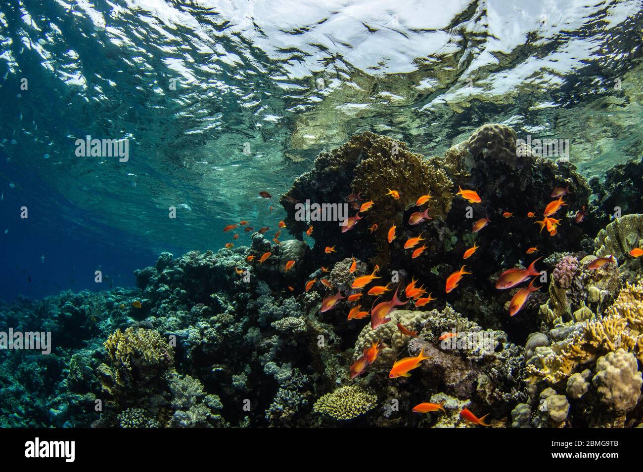 Boulder brain coral hi-res stock photography and images - Alamy