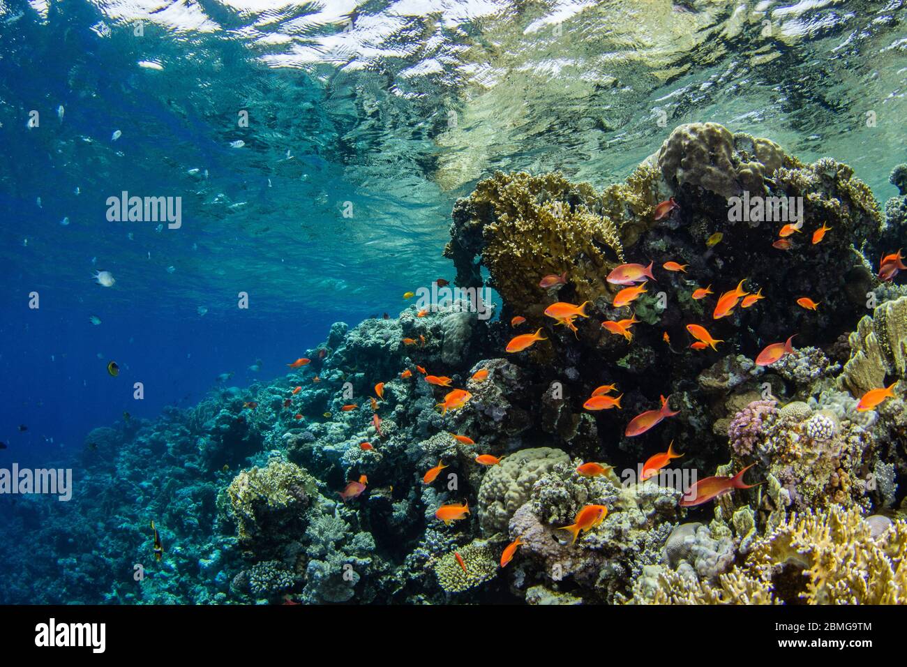 Great barrier reef fish colorful hi-res stock photography and images ...