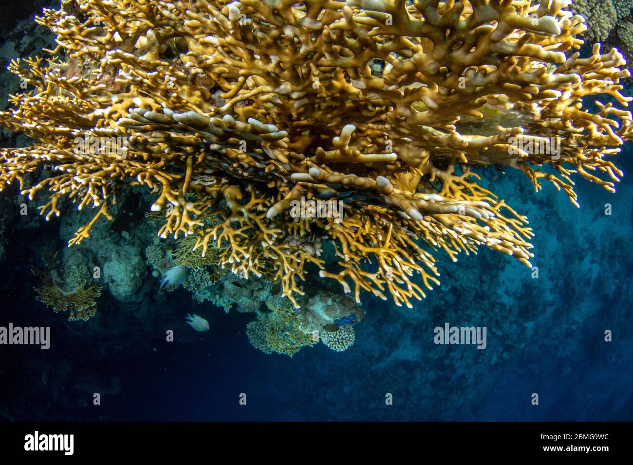 Fire coral with blue water background in the Red Sea Stock Photo - Alamy