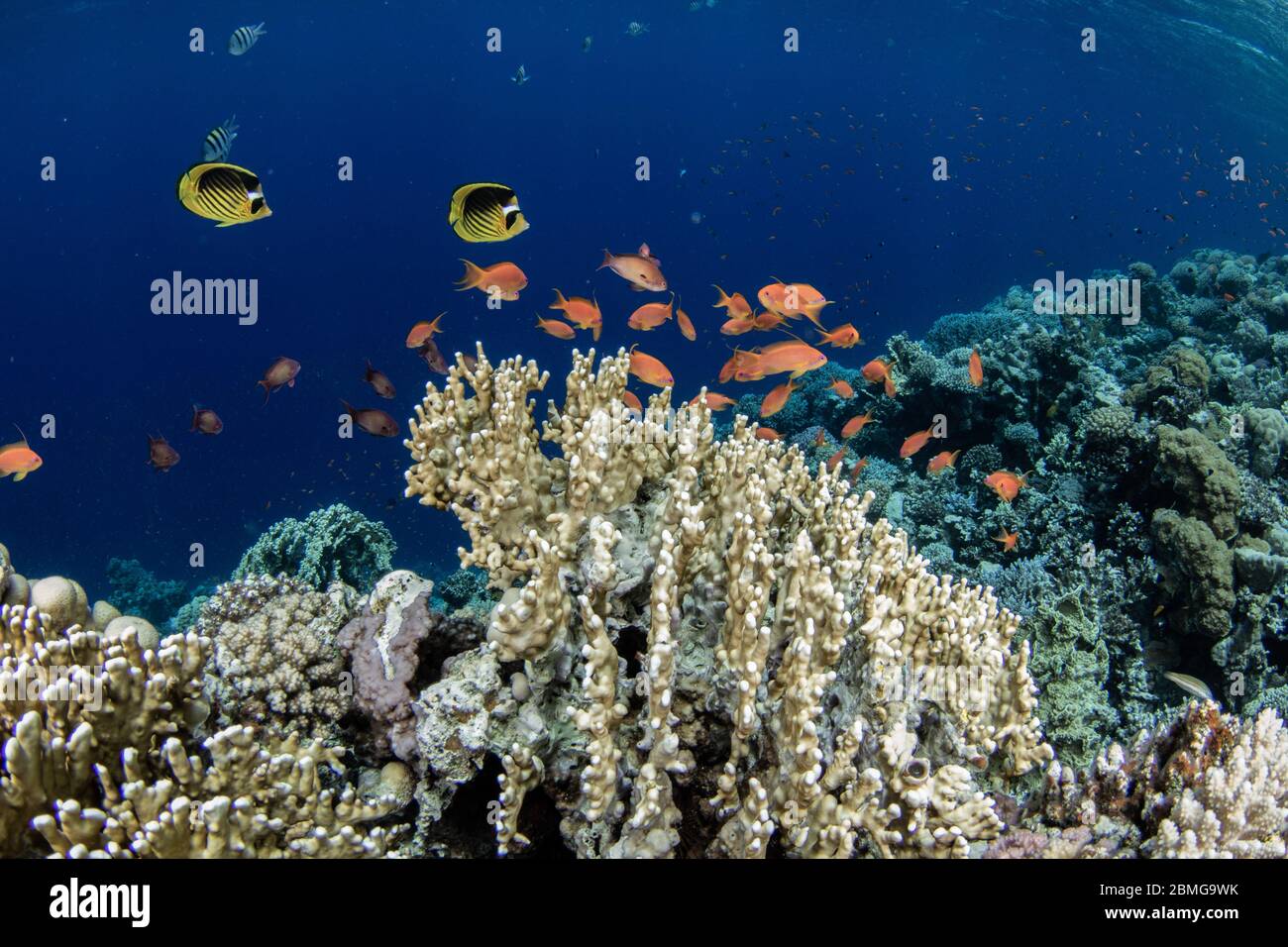 Butterfly fish swimming over the tropical coral reef with blue water in ...