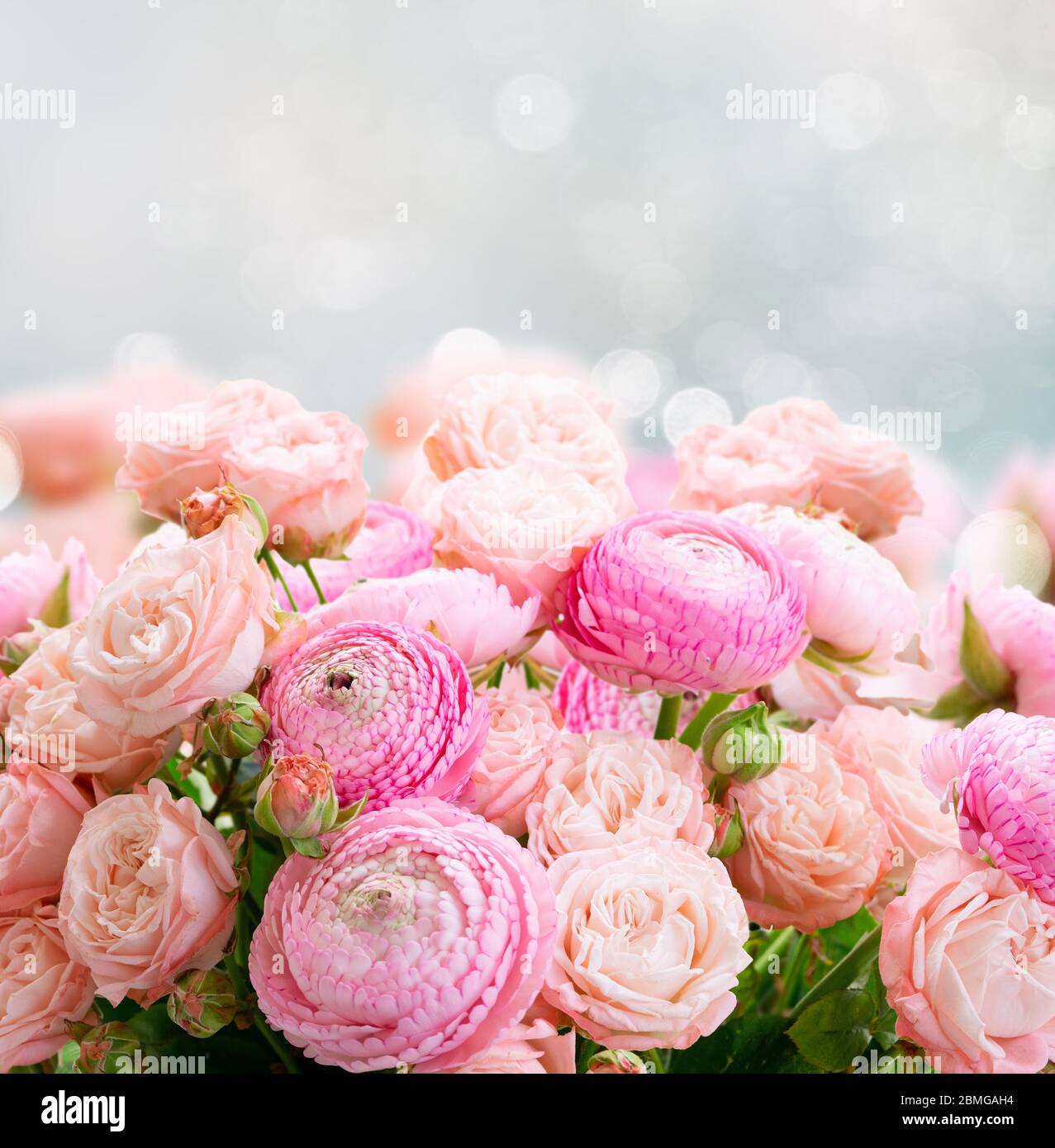fresh rose flowers Stock Photo - Alamy
