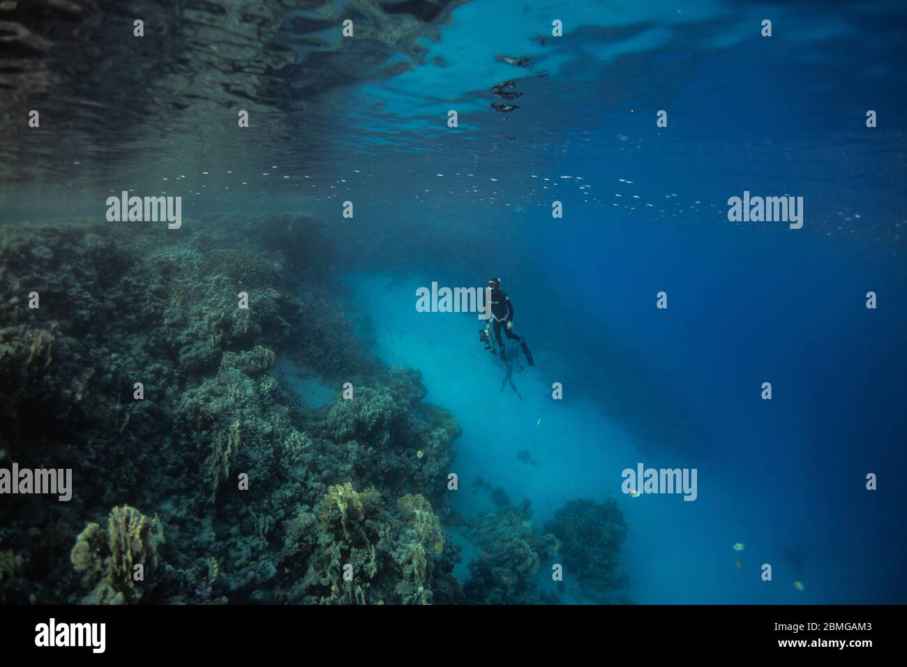 Free Diver Diving Underwater in the Red Sea Stock Photo - Alamy