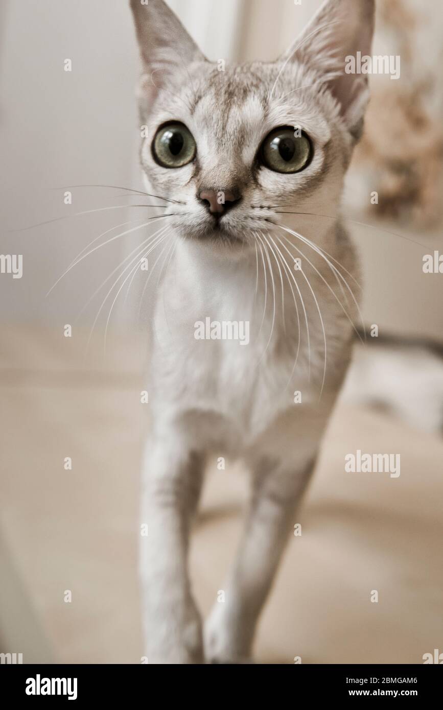 Large domesticated cat breed hi-res stock photography and images - Alamy