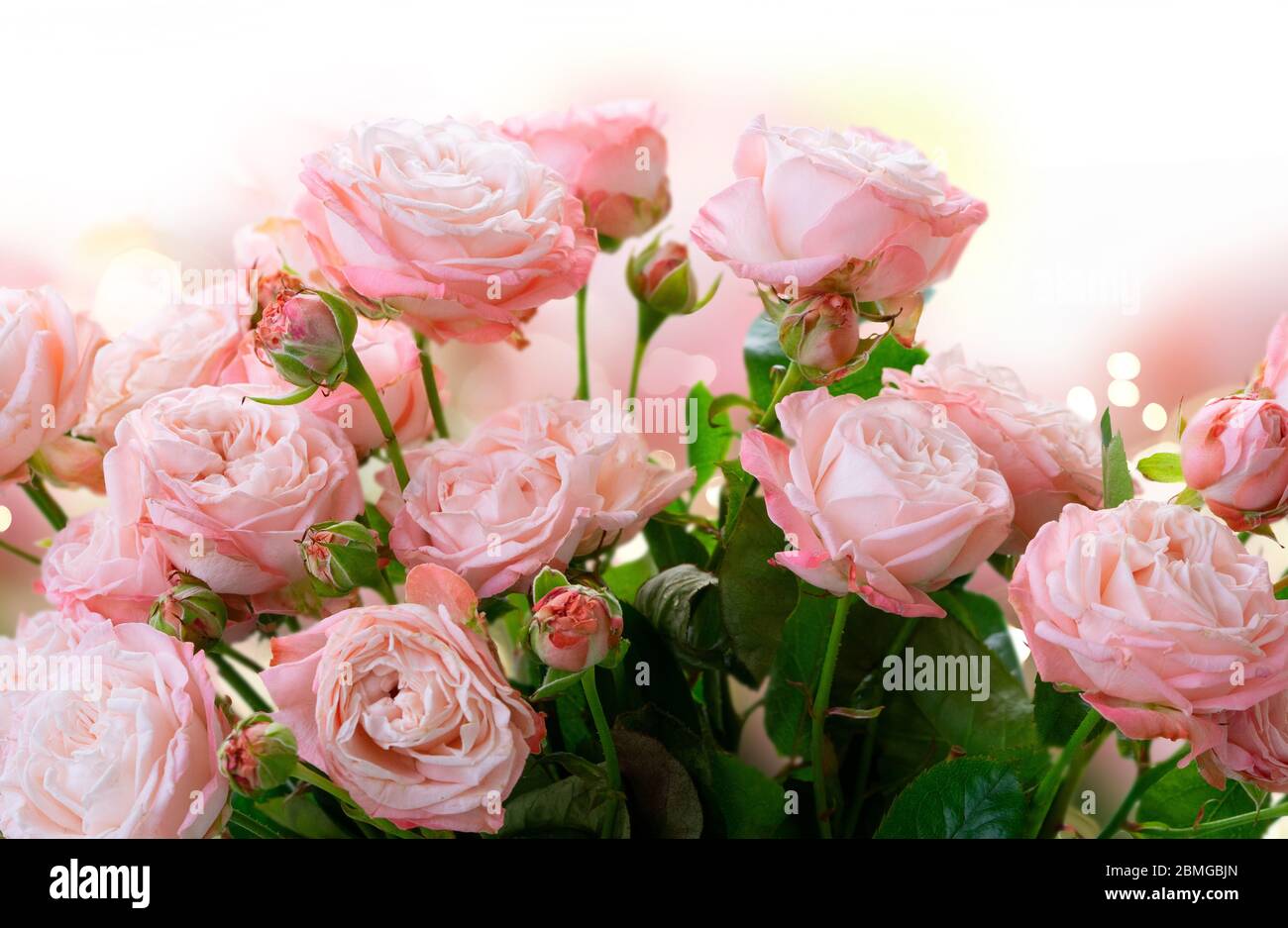 fresh rose flowers Stock Photo - Alamy