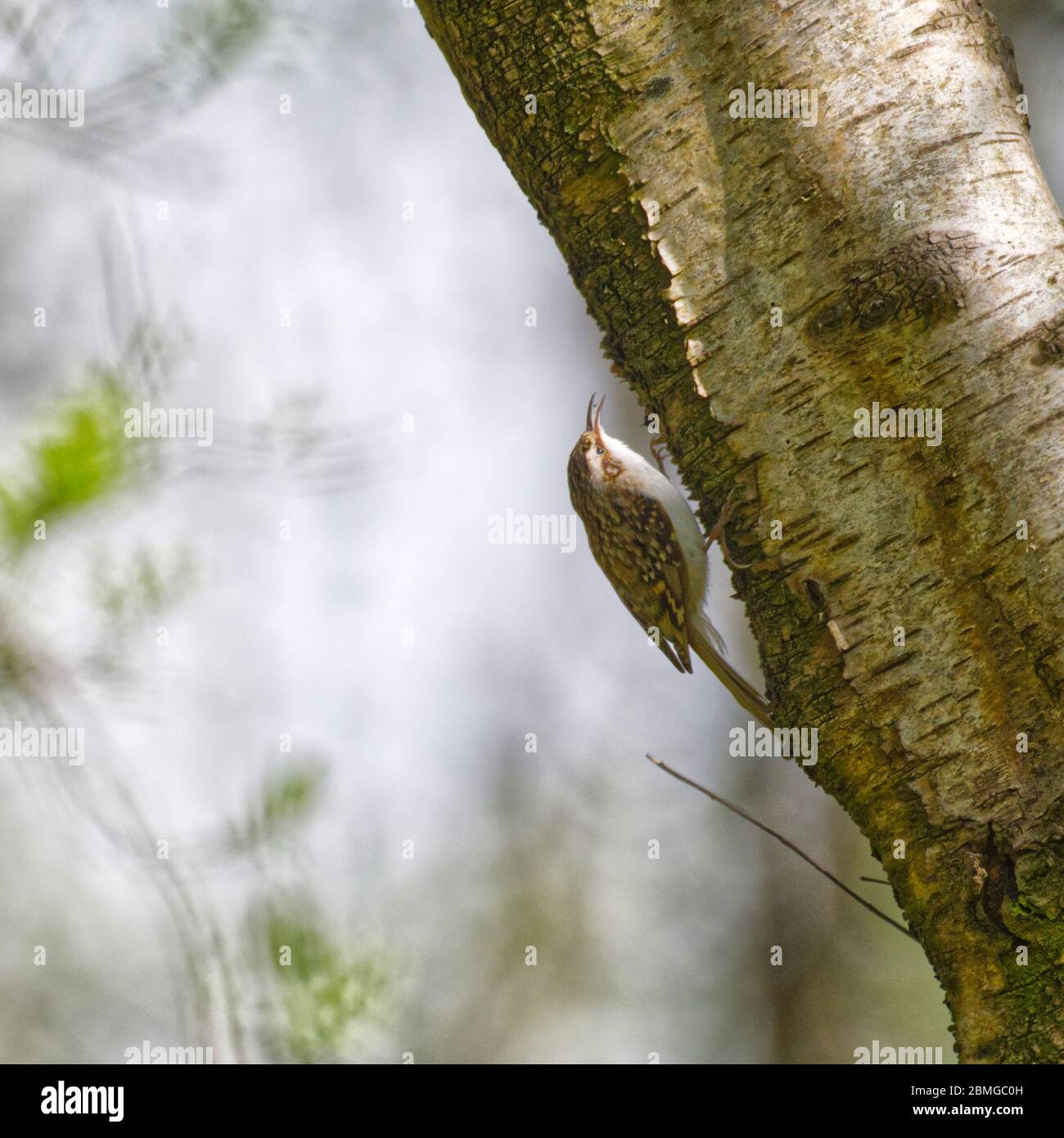 Thin curved beak hi-res stock photography and images - Alamy