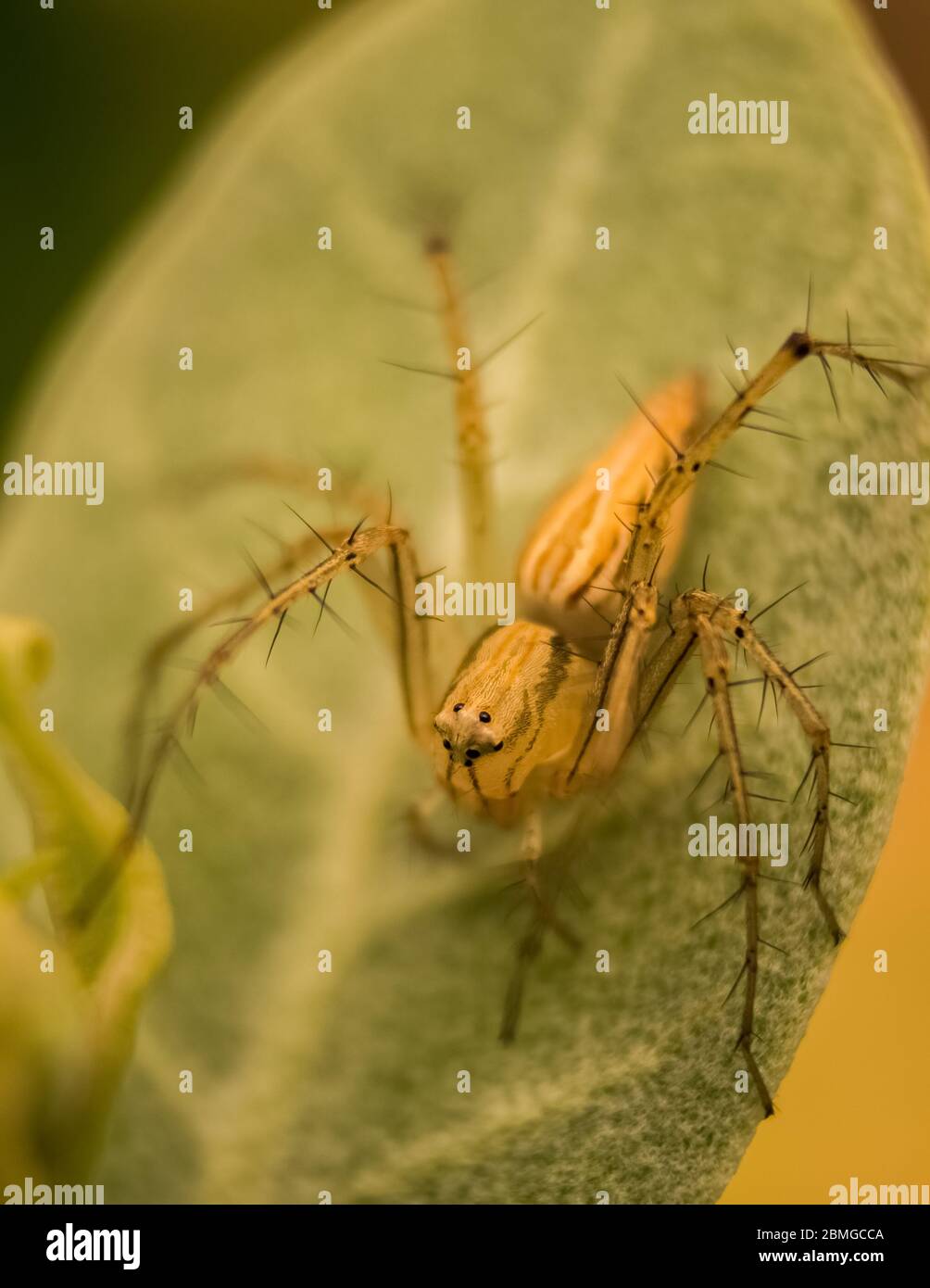 Jumping spider (Sitticus fasciger) on leaf extreme close up. Macro ...