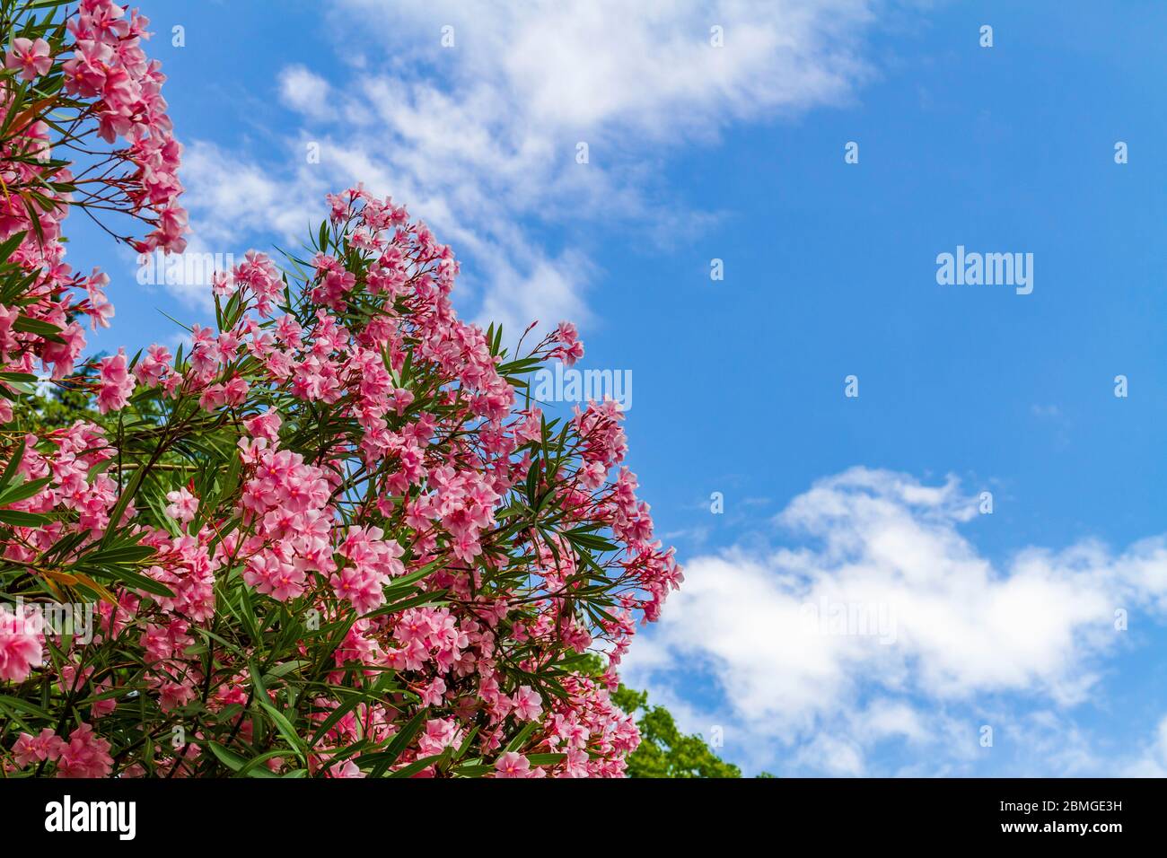 Branches of oleander tree or Nerium against blue sky Stock Photo - Alamy