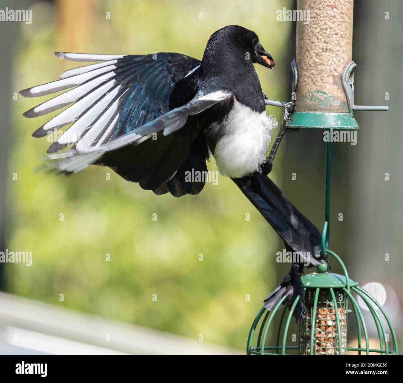 Magpie feeding uk hi-res stock photography and images - Alamy