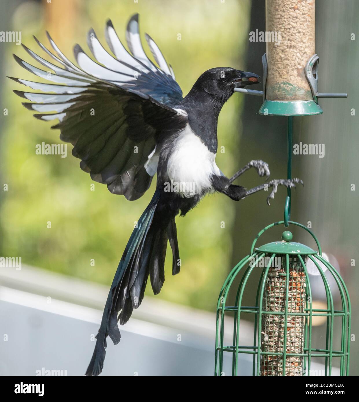 Magpie takes peanuts from a garden bird feeder after watching parakeets ...