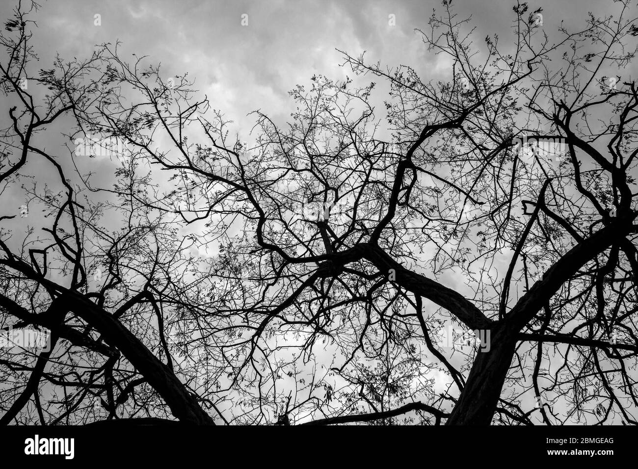 Branches of a branchy tree against the sky. Black and white photo Stock Photo - Alamy