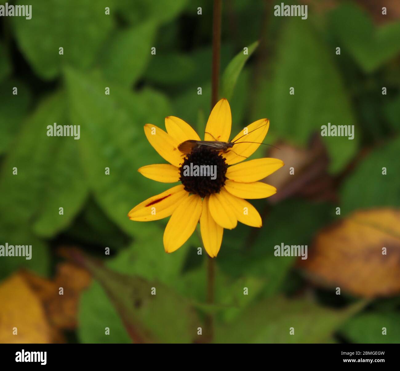 Yellow Flower with an insect on the petals Stock Photo - Alamy