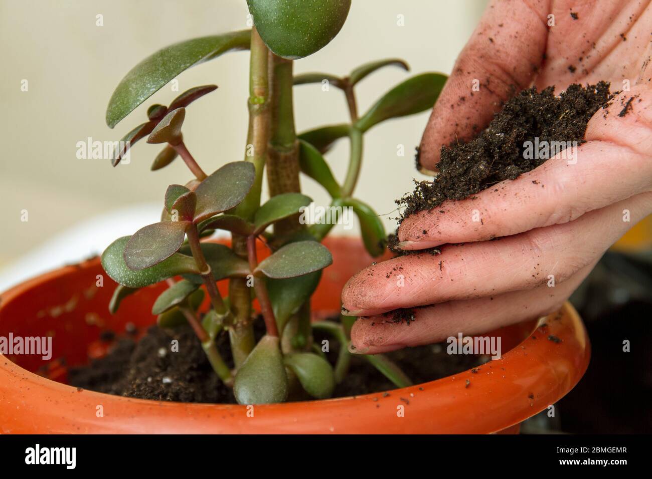 Replanting houseplant hi-res stock photography and images - Alamy