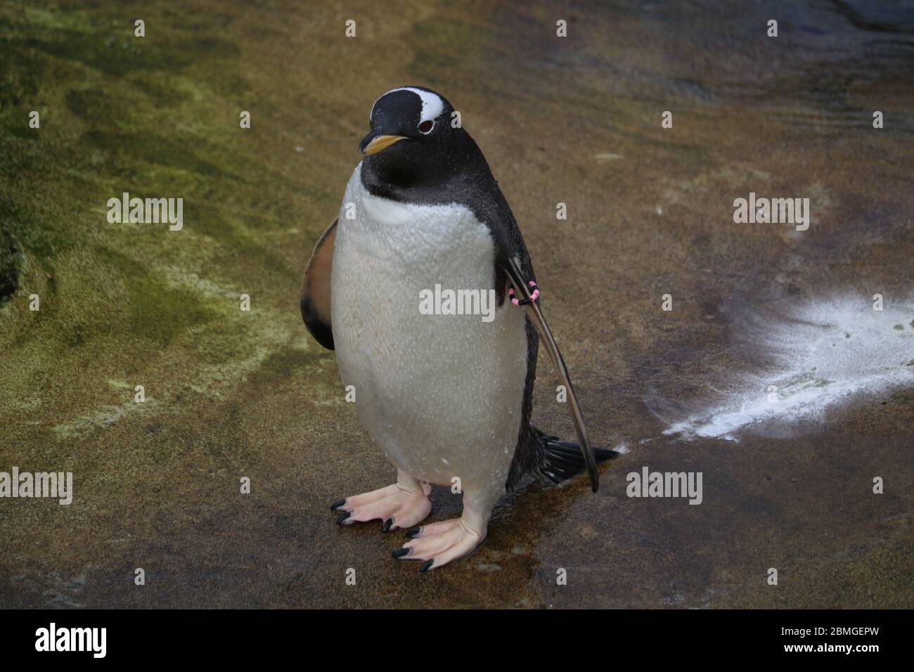 Cute penguin in edinburgh hi-res stock photography and images - Alamy