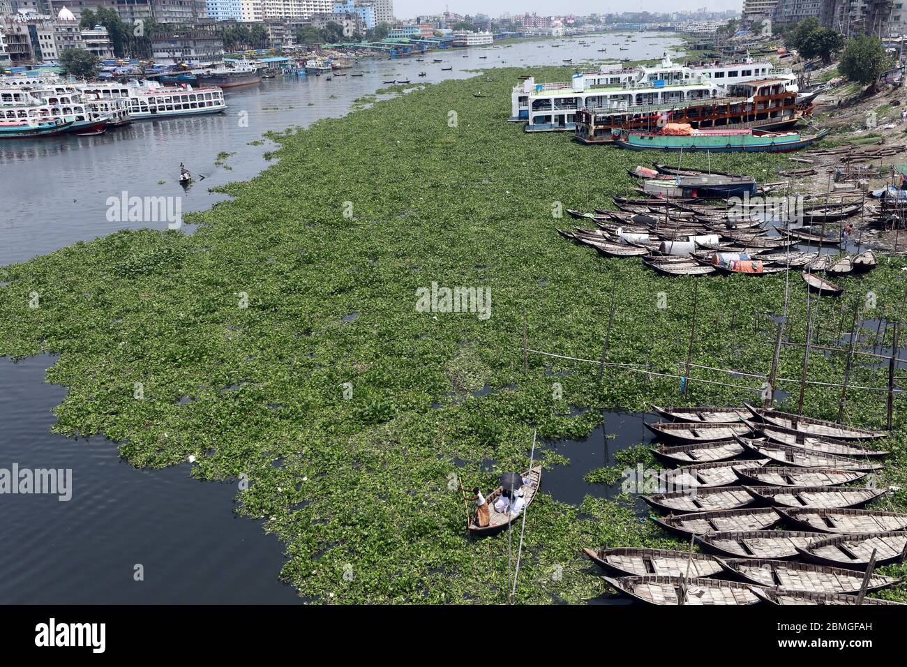 Dhaka, Bangladesh - May 09, 2020: Water hyacinths sit idle in the ...