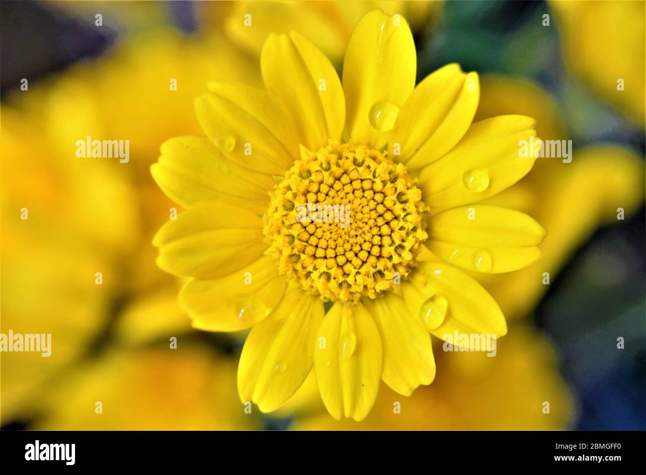 yellow daisy flower in the garden Stock Photo - Alamy
