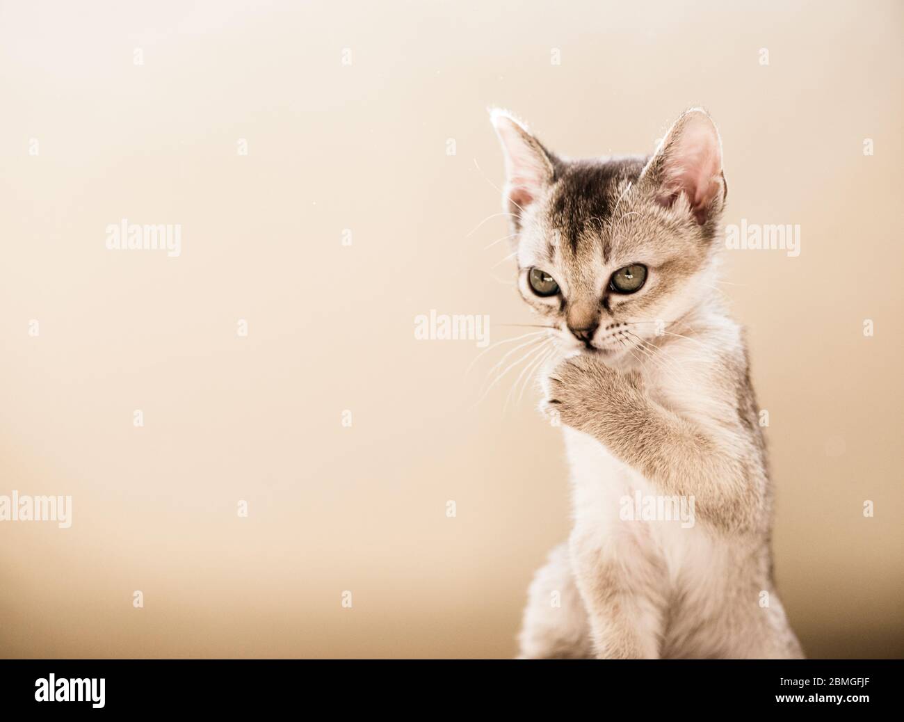 Singapura kitten preening Stock Photo - Alamy