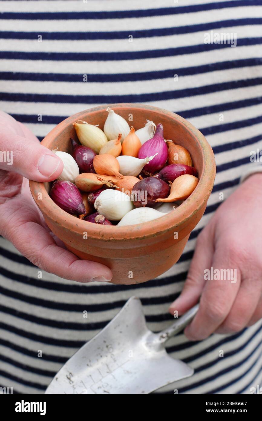 Onion sets in a clay pot. Allium cepa 'Red Baron', 'Snowball' and ...
