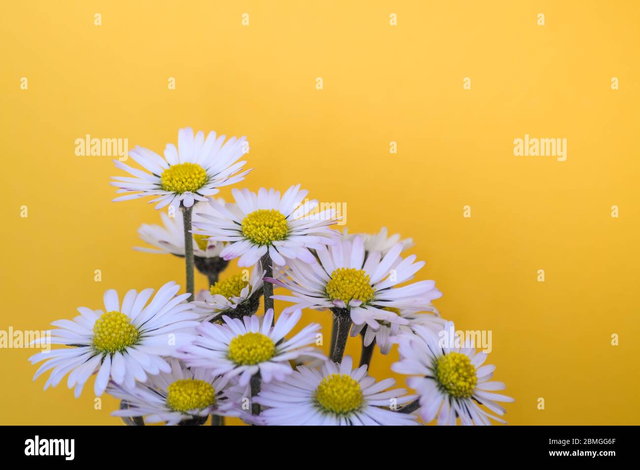 Very small yellow flowers hi-res stock photography and images - Alamy