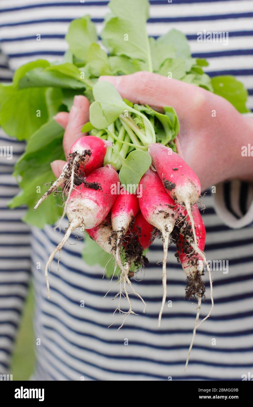 Freshly picked home grown radish with leaves attached, 'French ...