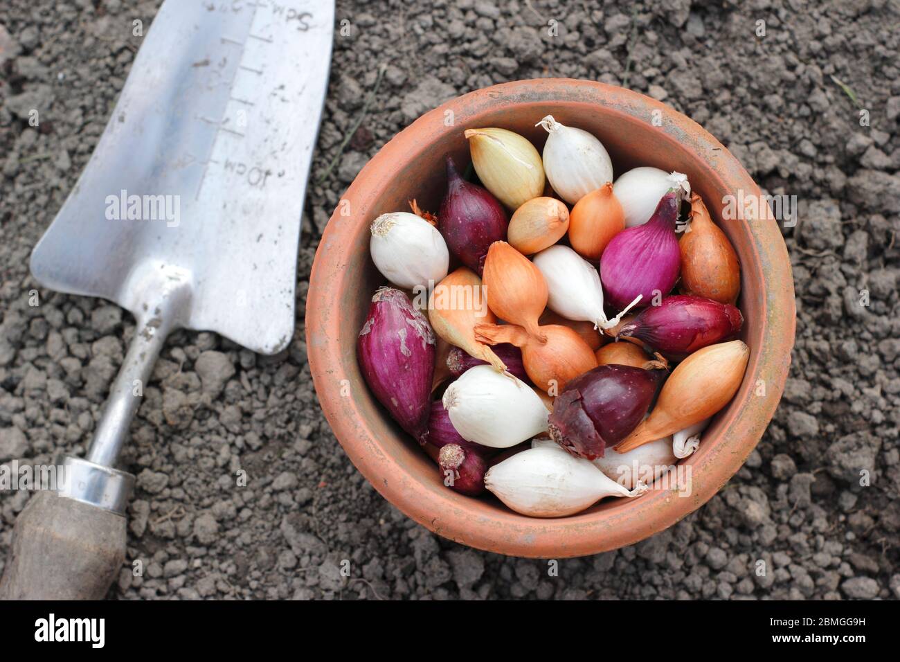 Onion sets in a clay pot. Allium cepa 'Red Baron', 'Snowball' and ...