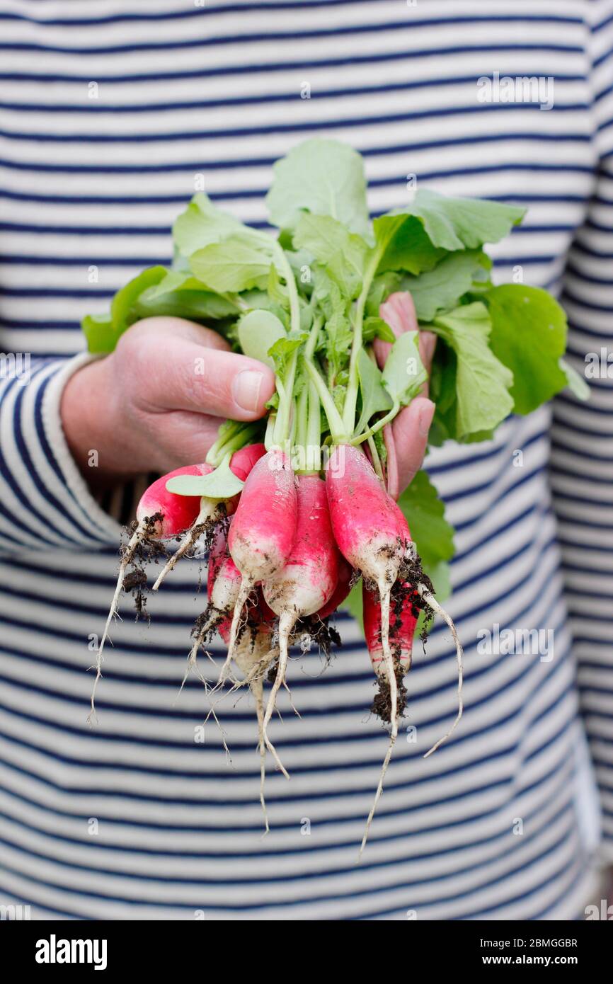 How to grow radishes hi-res stock photography and images - Alamy