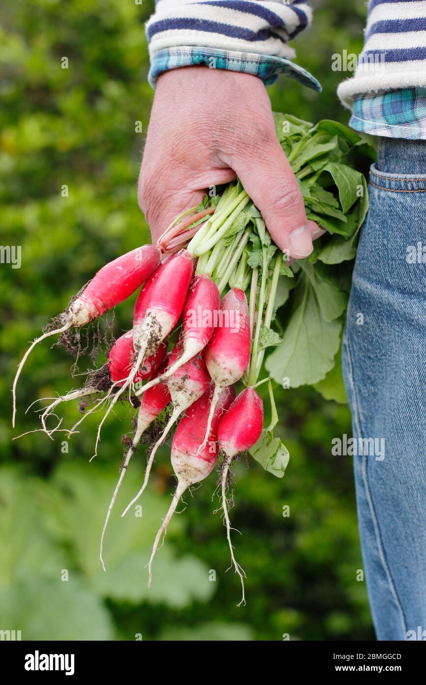 Freshly picked home grown radish with leaves attached, 'French ...