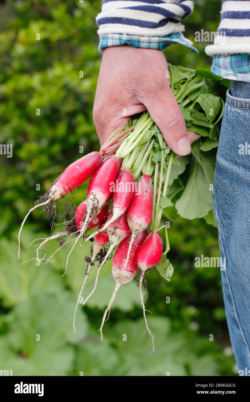 Freshly picked home grown radish with leaves attached, 'French ...