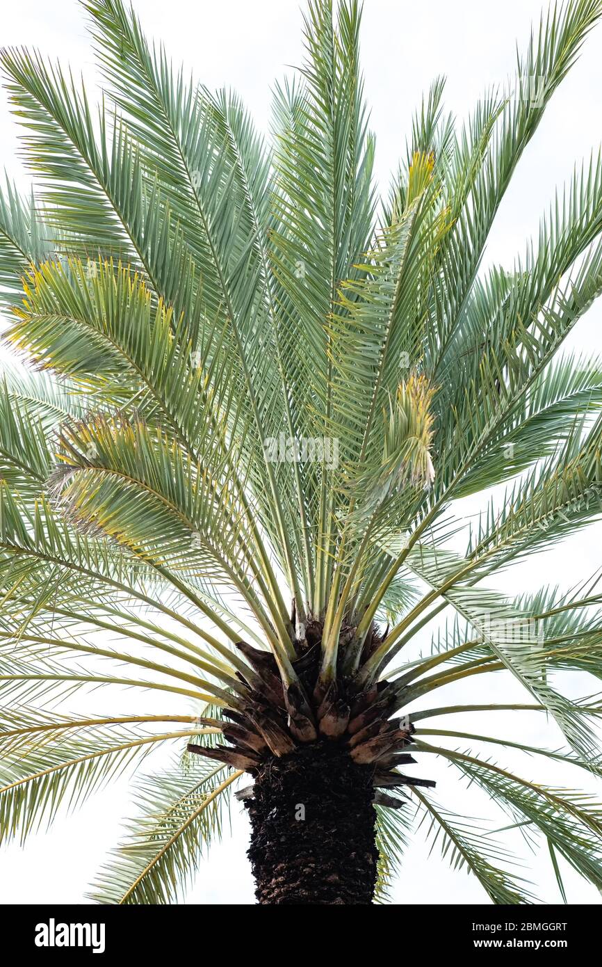 Top of the oriental tropical palm tree. Low angle view Stock Photo - Alamy