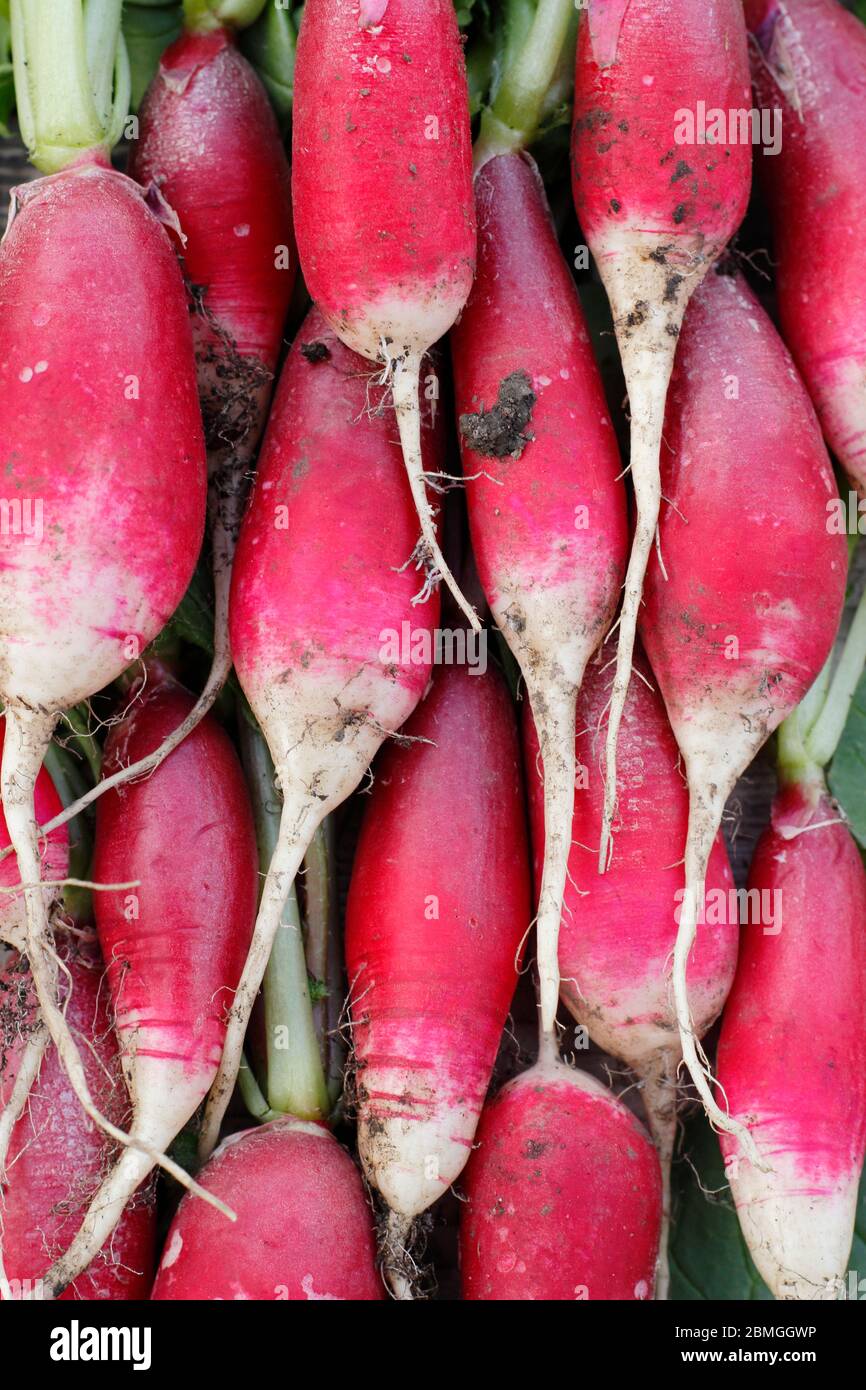 Freshly picked home grown radish with leaves still attached, 'French ...