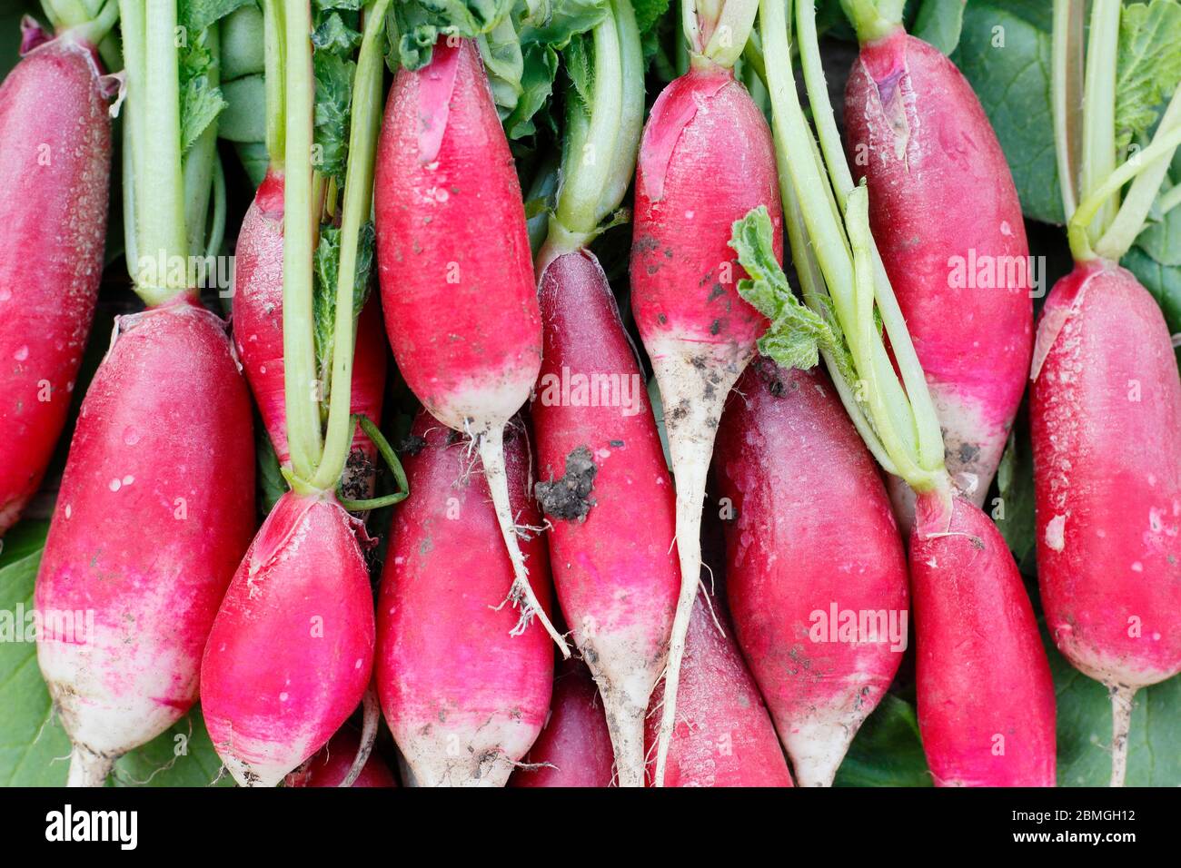 Freshly picked home grown radish with leaves still attached, 'French ...