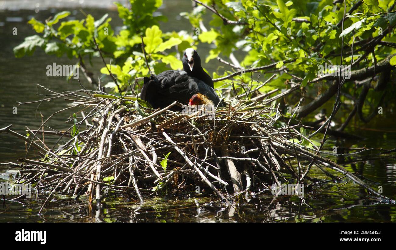 Common coot with babies Stock Photo - Alamy