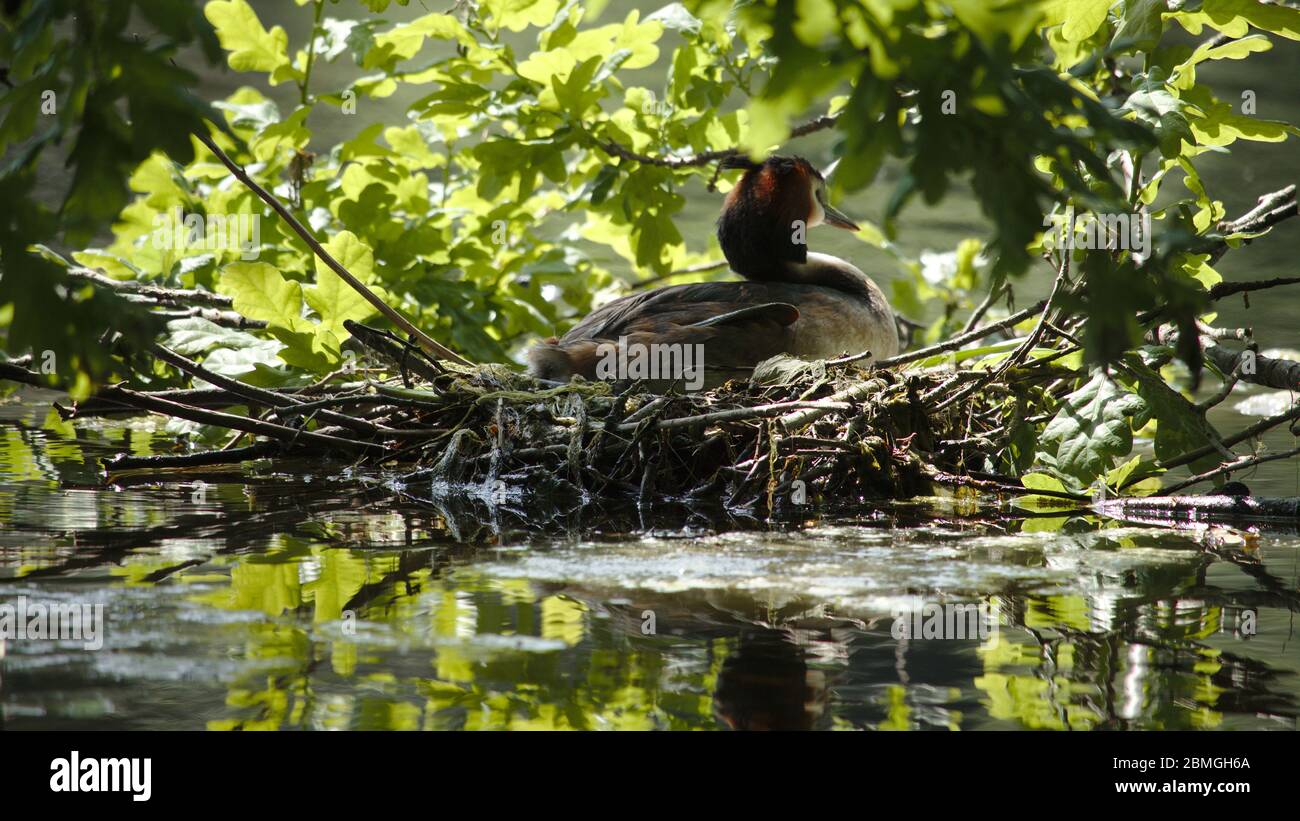 Common coot with babies Stock Photo - Alamy