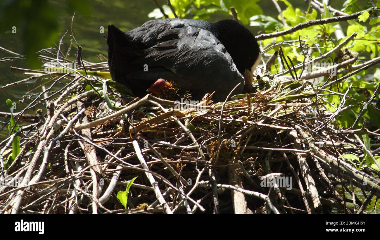 Common coot with babies Stock Photo - Alamy