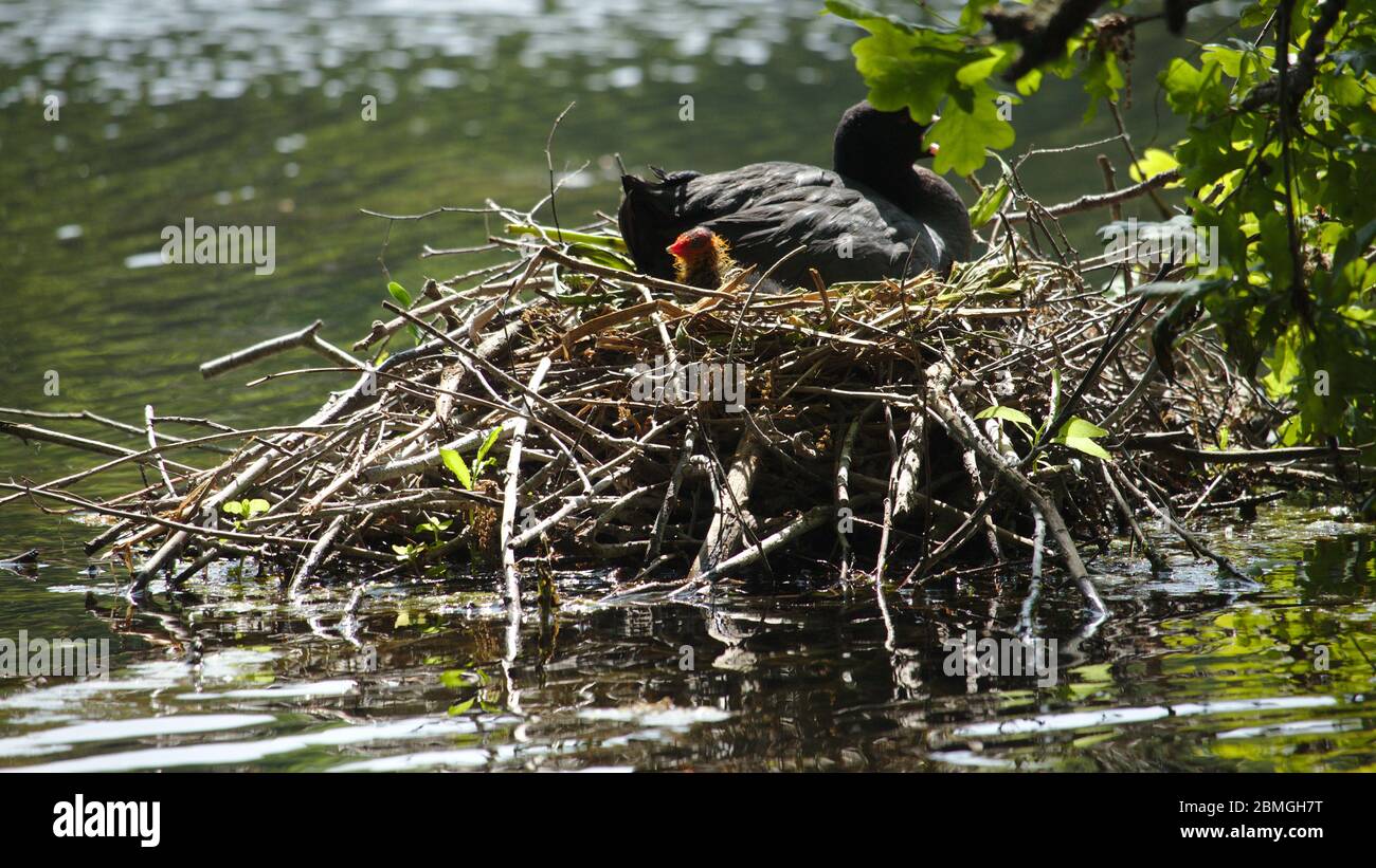 Common coot with babies Stock Photo - Alamy