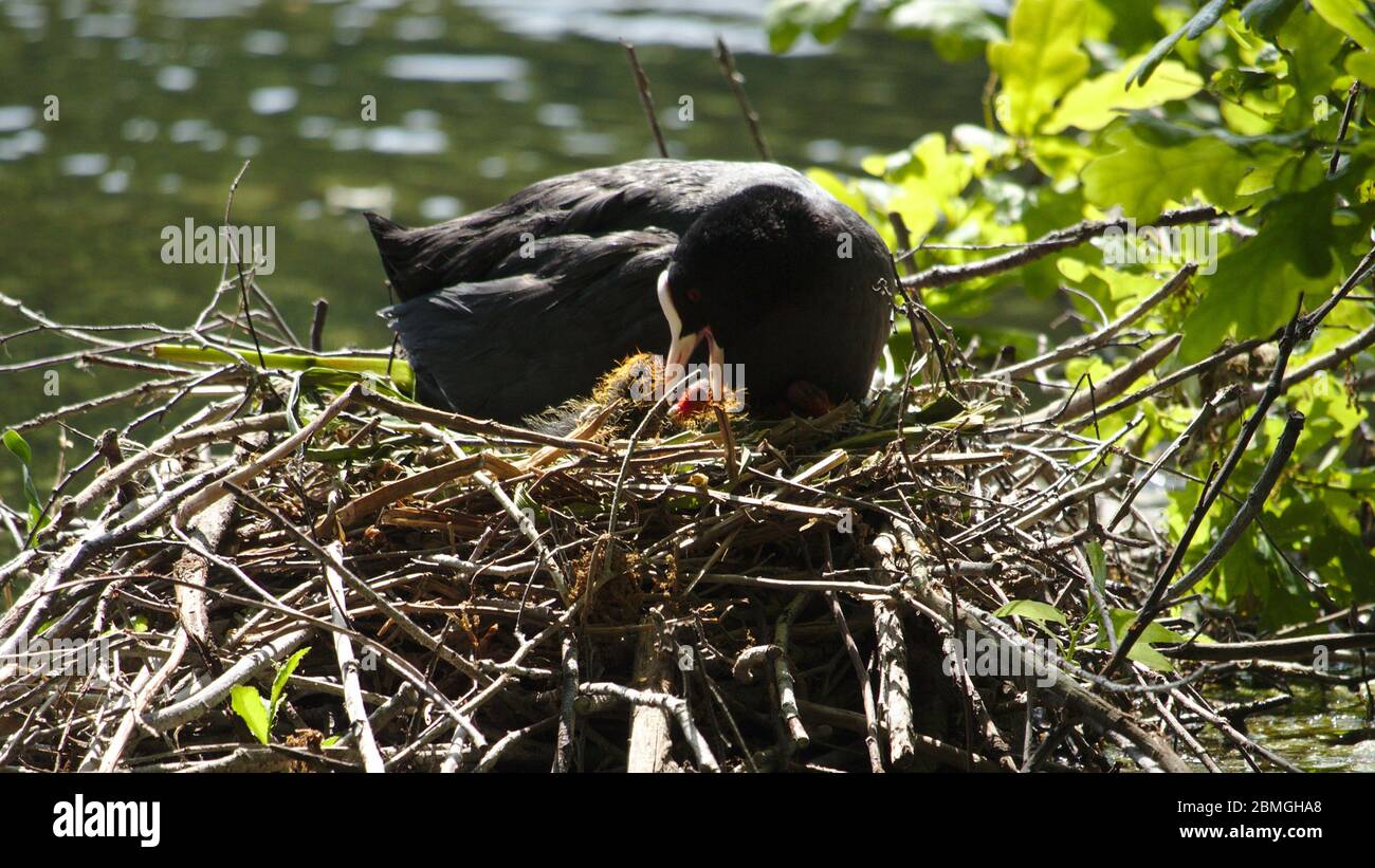 Common coot with babies Stock Photo - Alamy