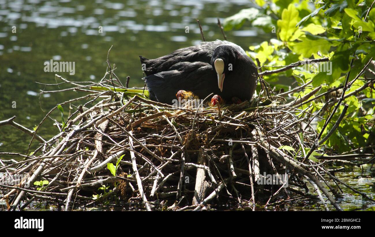 Common coot with babies Stock Photo - Alamy