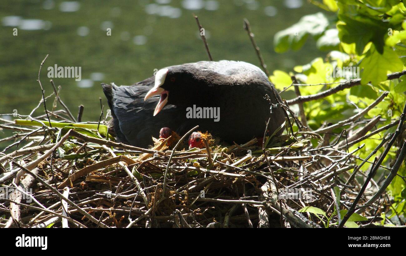 Common coot with babies Stock Photo - Alamy