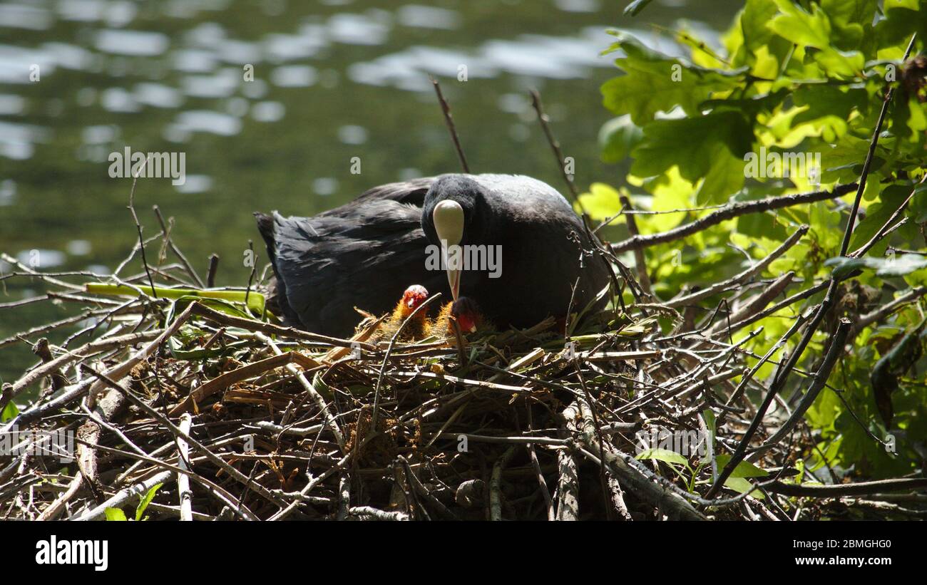 Common coot with babies Stock Photo - Alamy