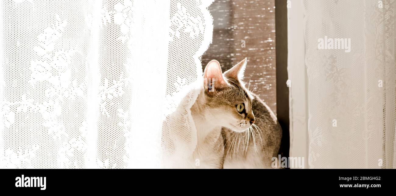 Singapura cat poised by a window Stock Photo - Alamy