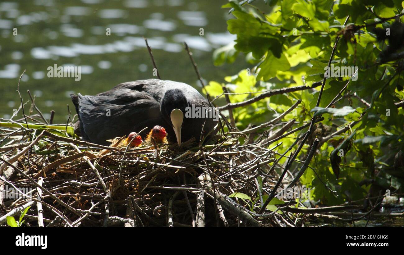 Common coot with babies Stock Photo - Alamy