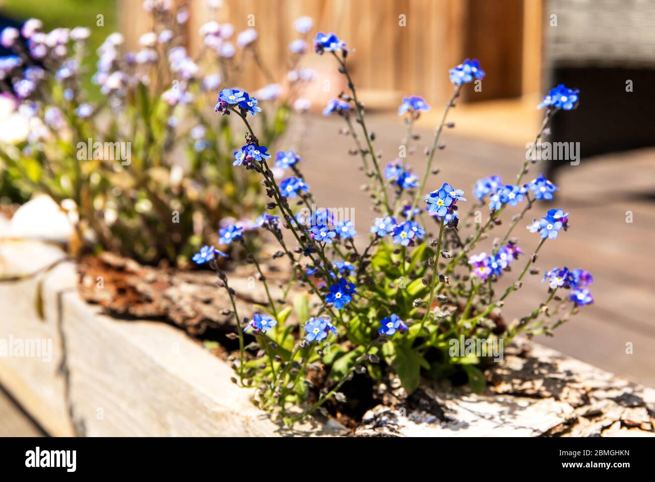 Forget-me-not [Myosotis sylvatica] on the wooden terrace in front of ...