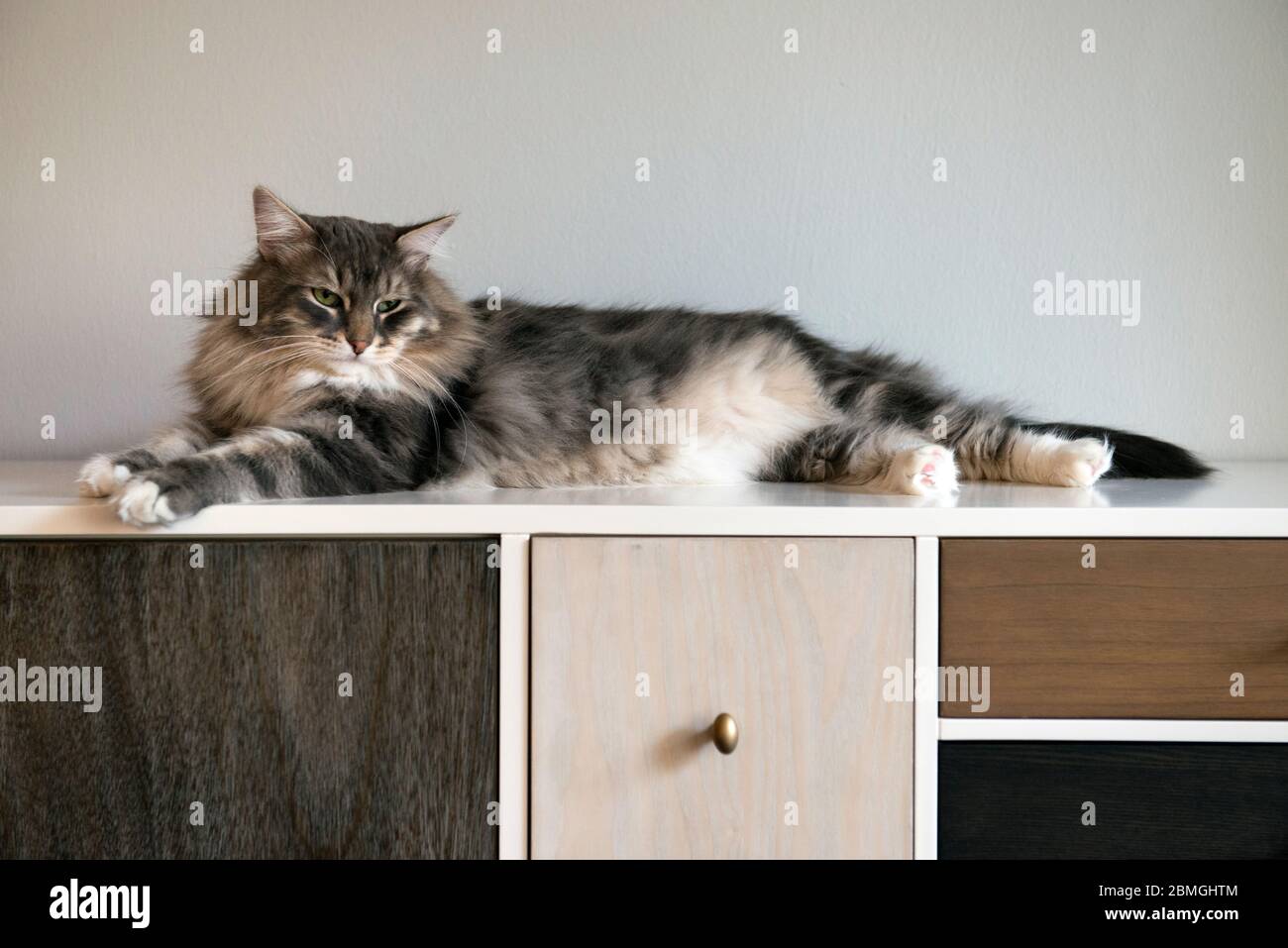 Siberian cat lounging on a contemporary wooden sideboard Stock Photo ...