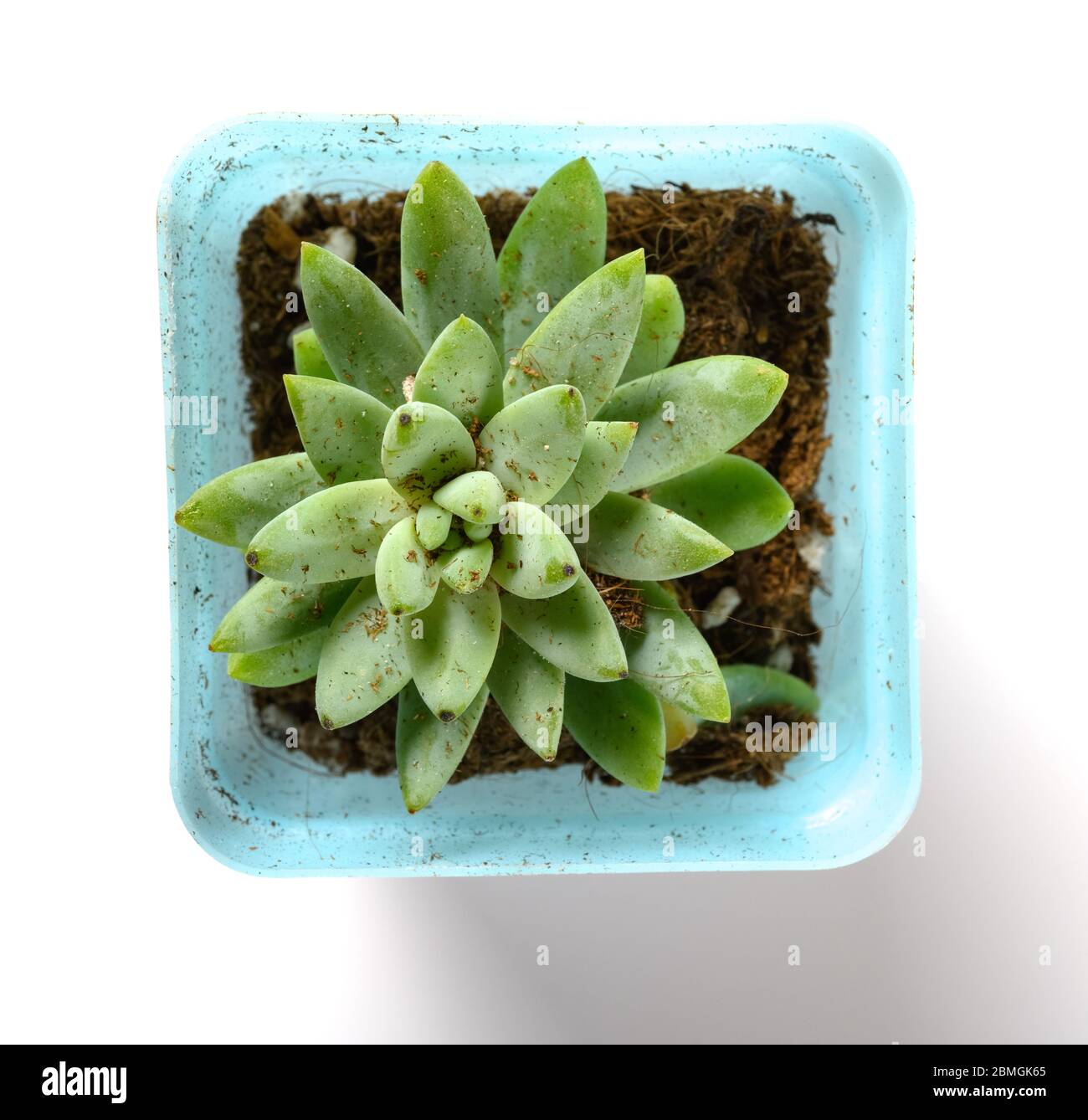 top view pot of green succulent plant on a white background Stock Photo ...