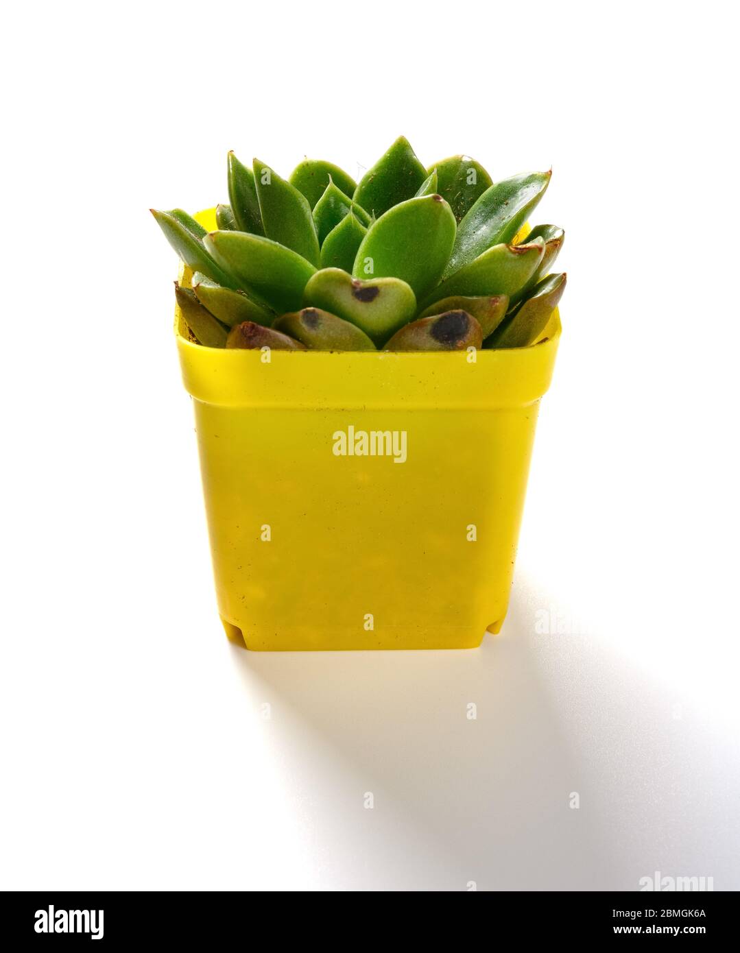 side view pot of green succulent plant on a white background Stock ...