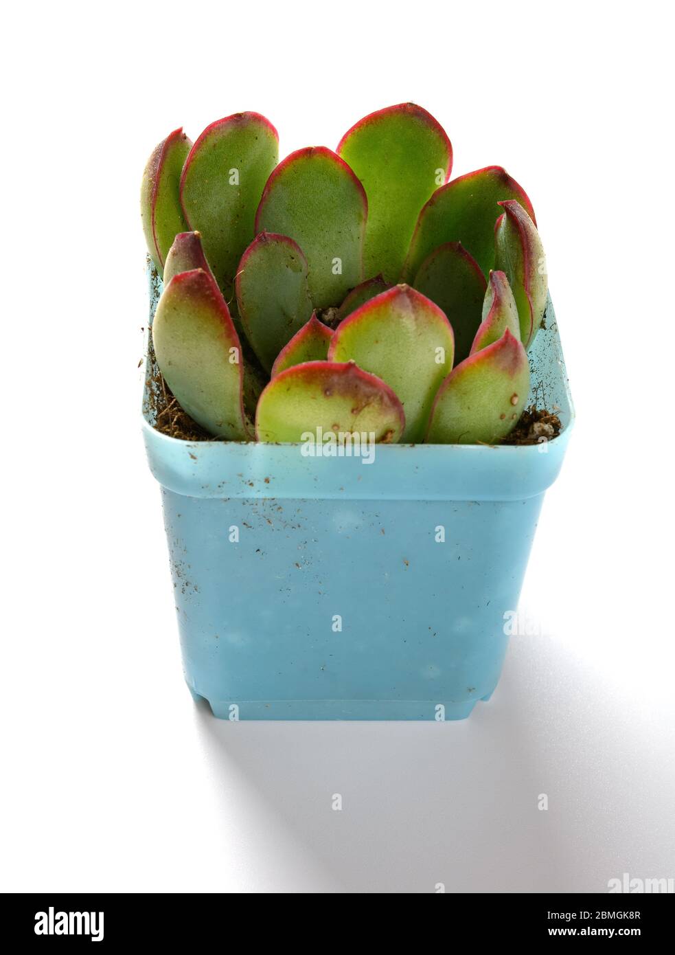 side view pot of green succulent plant on a white background Stock ...