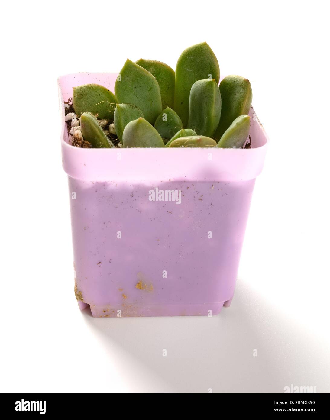 side view pot of green succulent plant on a white background Stock ...