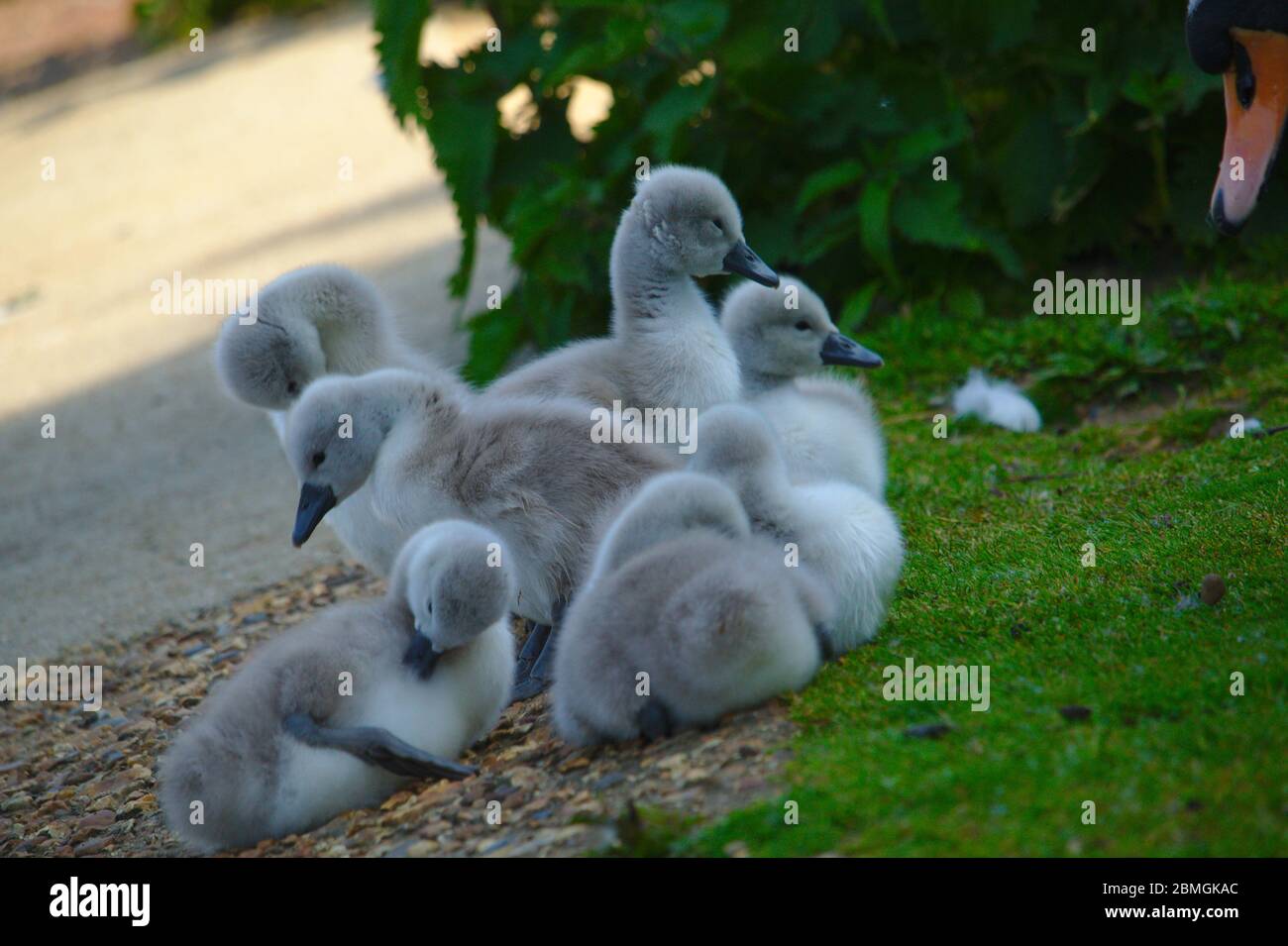 Baby swan - cygnet Stock Photo - Alamy