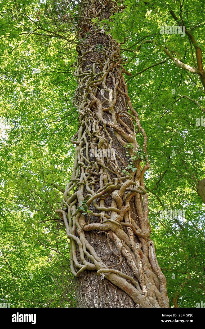 Old oak tree with massive ivy climbing it Stock Photo - Alamy