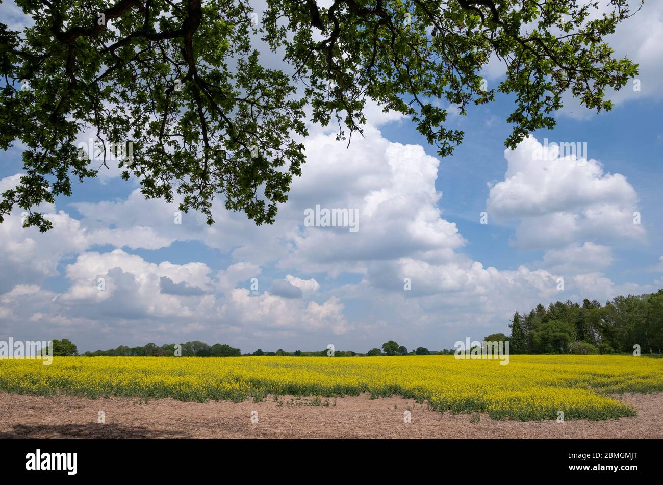 Spring storm clouds gather in a blue sky over yellow Oil Seed Rape ...